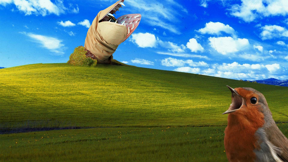 Funny Windows Xp Wallpaper