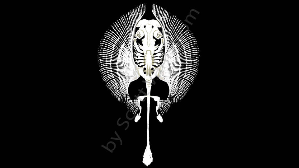 Stingray Skeleton