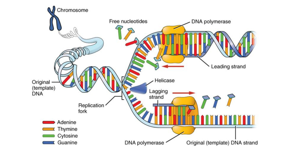 Dna Model Project With Labels